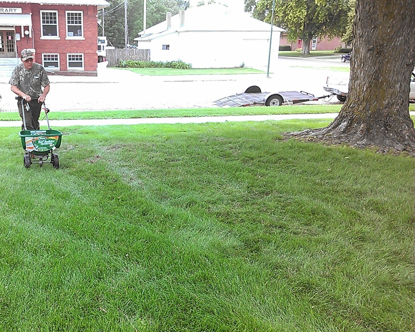 Treating Iron Chlorosis in Trees | JenResources