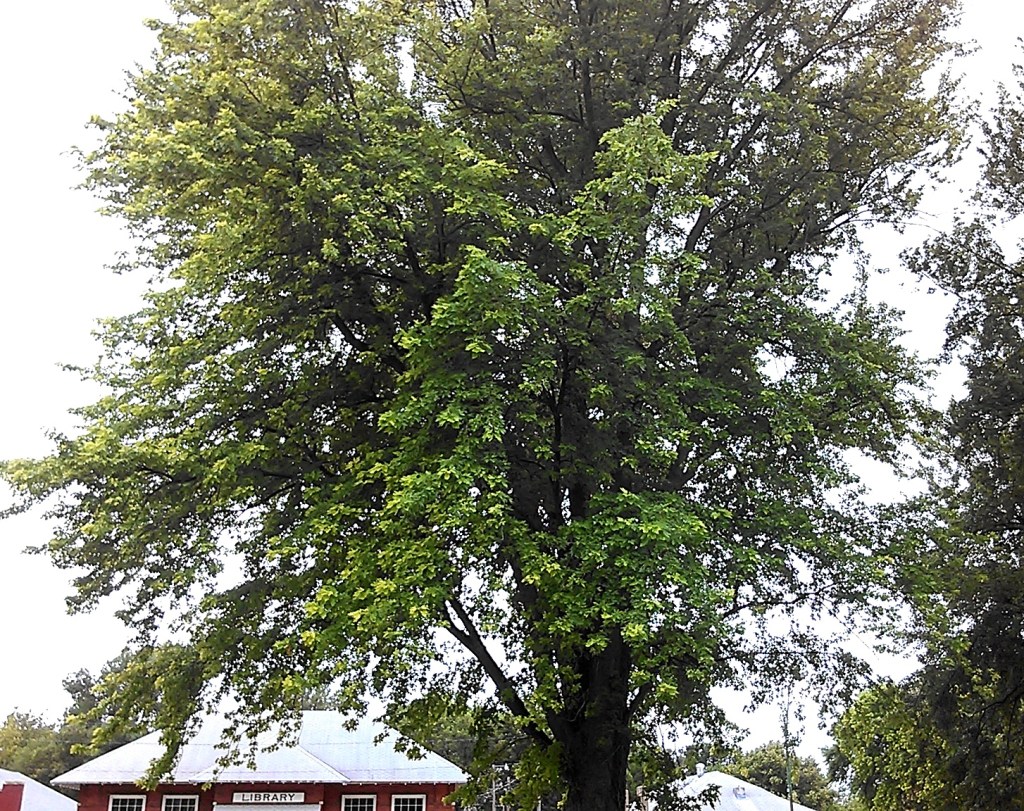 Treating Iron Chlorosis in Trees | JenResources