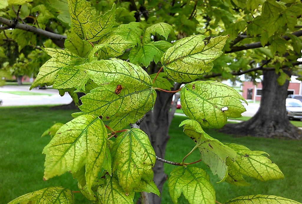 Treating Iron Chlorosis in Trees | JenResources
